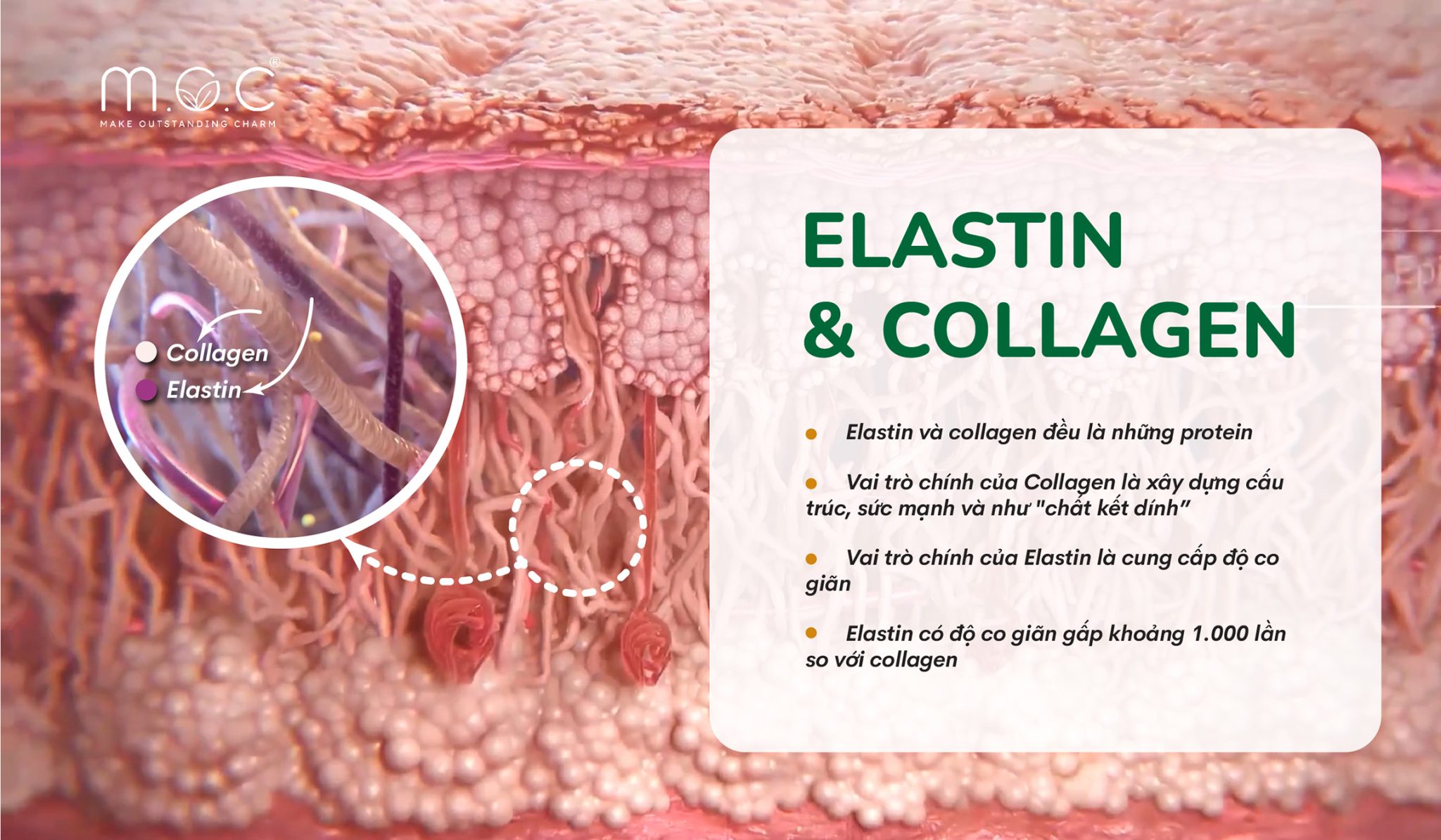Elastin là gì? Kiến thức tín đồ chăm sóc da cần biết